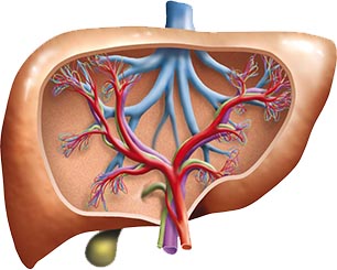 Transaminasas: Qué son - Valores normales, función y tipos